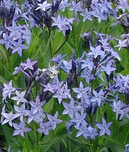 Amsonia Blue Ice Plants for Sale | Garden Seeds and Plants
