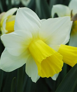 Bravoure Daffodil Bulbs for Sale | Garden Seeds and Plants