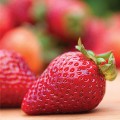 Purple Wonder Strawberry Plants | Garden Seeds and Plants