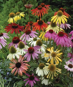Echinacea Paradiso Mix Plants | Garden Seeds and Plants