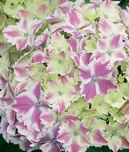 Hydrangea Macrophylla Harlequin Plants Sale | Garden Seeds and Plants