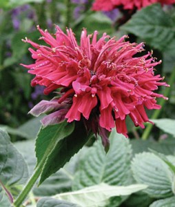Monarda Fireball Plants | Garden Seeds and Plants