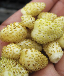 Alpine Yellow Wonder Strawberry Plants | Garden Seeds and Plants