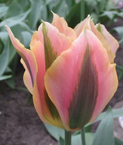 Artist Tulip Bulbs | Garden Seeds and Plants