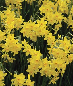 Baby Boomer Daffodil Bulbs | Garden Seeds and Plants