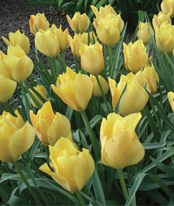 Batalinii Bright Gem Tulip Bulbs | Garden Seeds and Plants