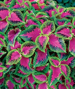 Coleus, Watermelon | Garden Seeds and Plants