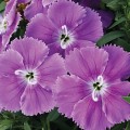 Soft Twist Ties | Garden Seeds and Plants