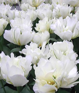 Exotic Emperor Tulip Bulbs | Garden Seeds and Plants