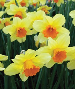 Fortissimo Daffodil Bulbs | Garden Seeds and Plants