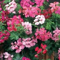 Marigold, Fireball | Garden Seeds and Plants