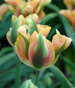 Green River Tulip Bulbs | Garden Seeds and Plants