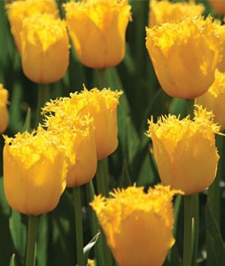 Hamilton Tulip Bulbs | Garden Seeds and Plants