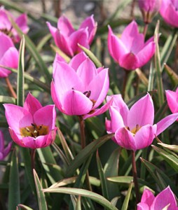 Humilis Helena Tulip Bulbs | Garden Seeds and Plants