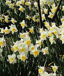 Ice Follies Daffodil Bulbs | Garden Seeds and Plants
