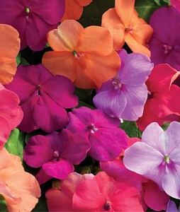 Impatiens, Candy Box | Garden Seeds and Plants