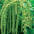 Marigold, Key Lime | Garden Seeds and Plants