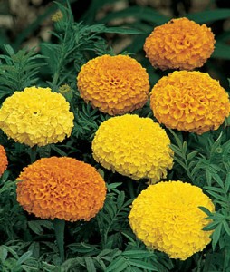 Marigold, Climax Mixed Colors Hybrid | Garden Seeds and Plants