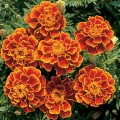 Marigold, Key Lime | Garden Seeds and Plants