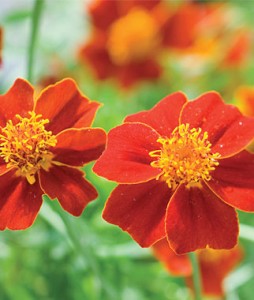 Marigold, Scarlet Starlet | Garden Seeds and Plants