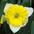Marigold, Key Lime | Garden Seeds and Plants