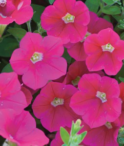 Petunia, Shock Wave Coral Crush | Garden Seeds and Plants