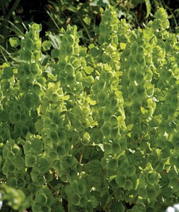 Pixie Bells Bells of Ireland Seeds | Garden Seeds and Plants