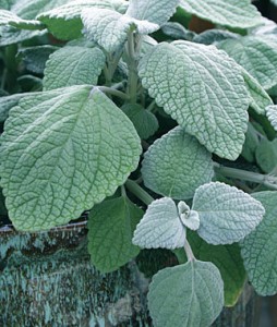 Plectranthus, Silver Shield | Garden Seeds and Plants