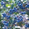 Backyard Composter | Garden Seeds and Plants