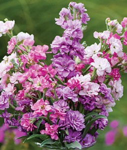 Stock, Katz Fragrant Mix | Garden Seeds and Plants