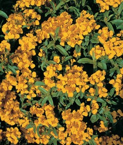 Sweet Marigold, Licorice | Garden Seeds and Plants