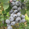 Ultimate Growing System | Garden Seeds and Plants