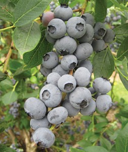 Sweetheart Blueberry Plants | Garden Seeds and Plants