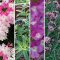 Solar Accent Lights | Garden Seeds and Plants
