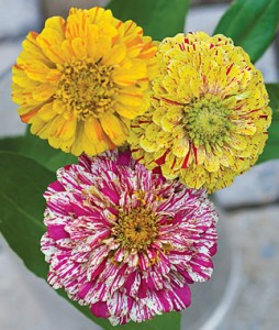 Zinnia, Candy Cane Mix | Garden Seeds and Plants