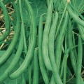 Pole Bean And Pea Tower | Garden Seeds and Plants