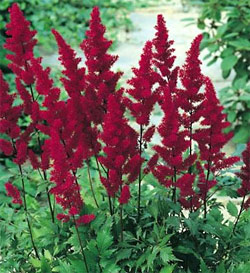 Fanal Astilbe Plant Garden Seeds And Plants