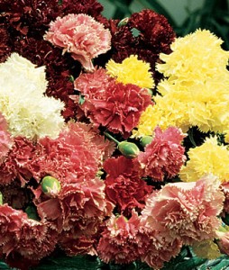 Giant Carnation Seeds | Garden Seeds and Plants