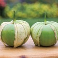 Cucumber Sweeter Yet Hybrid | Garden Seeds and Plants