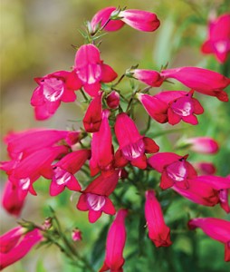 Carillo Red Penstemon | Garden Seeds and Plants