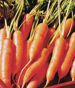 Carrot Little Finger | Garden Seeds and Plants