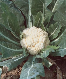 Cauliflower Snowball Self-Blanching | Garden Seeds and Plants