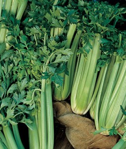 Celery Tall Utah 52-70R Improved | Garden Seeds and Plants