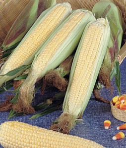 Corn Kandy Korn SE Hybrid | Garden Seeds and Plants