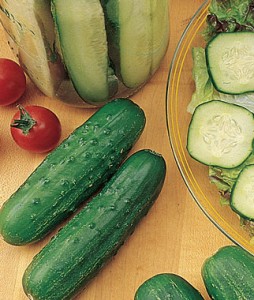 Cucumber Double Feature Hybrid | Garden Seeds and Plants