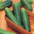 Cucumber Sugar Crunch Hybrid | Garden Seeds and Plants