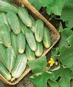 Cucumber Picklebush | Garden Seeds and Plants