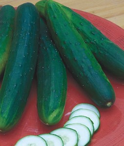 Cucumber Sweet Burpless Hybrid | Garden Seeds and Plants