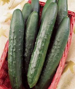 Cucumber Sweeter Yet Hybrid | Garden Seeds and Plants