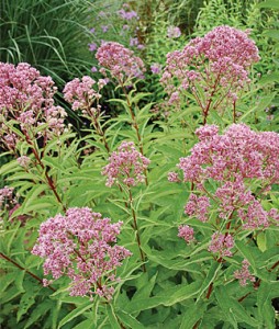 Eupatorium dubium Little Joe | Garden Seeds and Plants